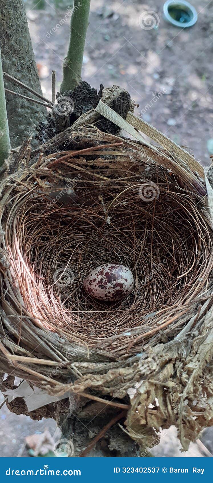Most Beautiful Birds Egg in the Bird Nest Stock Image - Image of eggs ...
