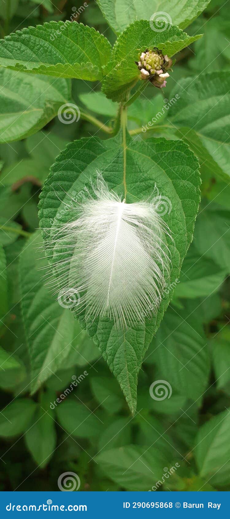 Most Beautiful Birds Feather on Green Leaf Stock Photo - Image of white ...