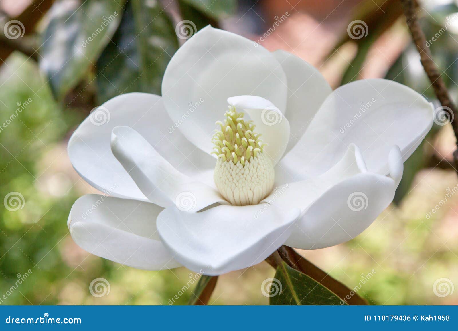 Most Beautiful Bloom Today stock photo. Image of bloom - 118179436