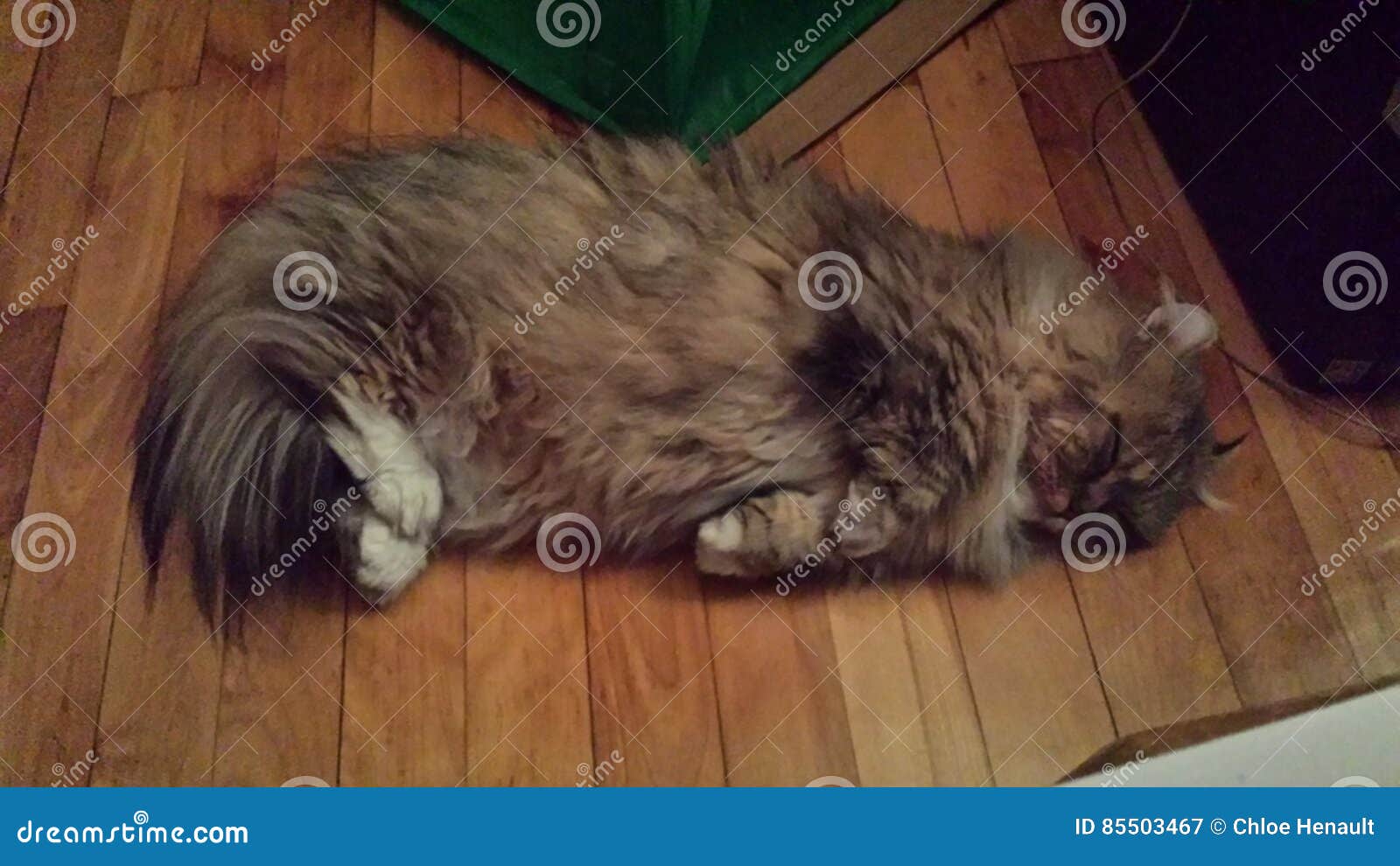 Most beautiful cat: Mushka stock image. Image of cute - 85503467