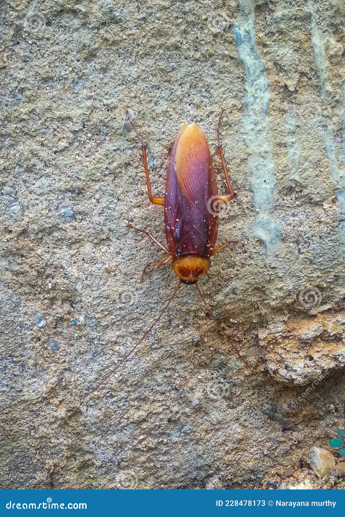 The Most Beautiful Cockroach. a Cockroach on a Basement Wall Stock ...