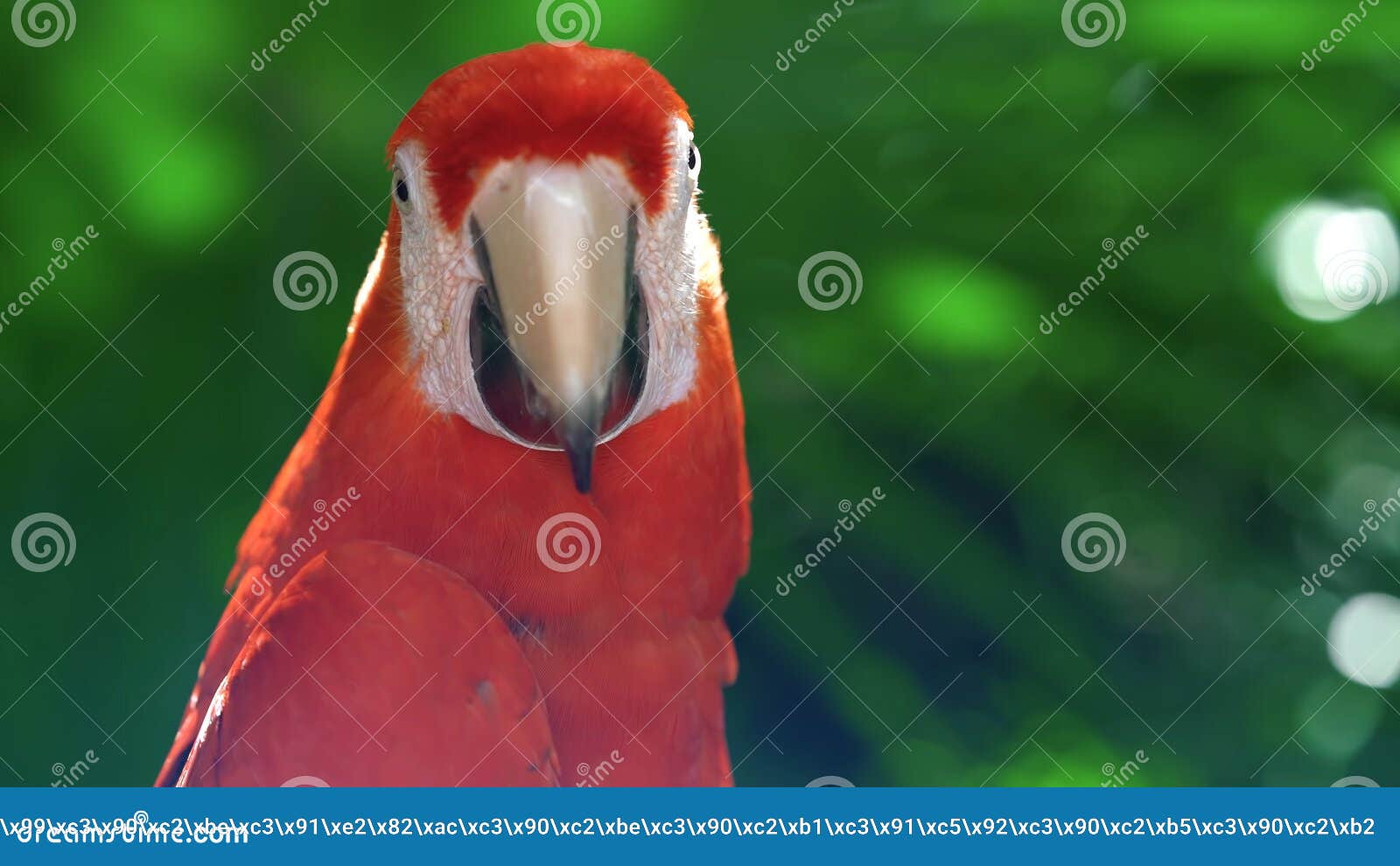 The Most Beautiful Colors of Nature. Multicolored Animals. Stock Photo ...