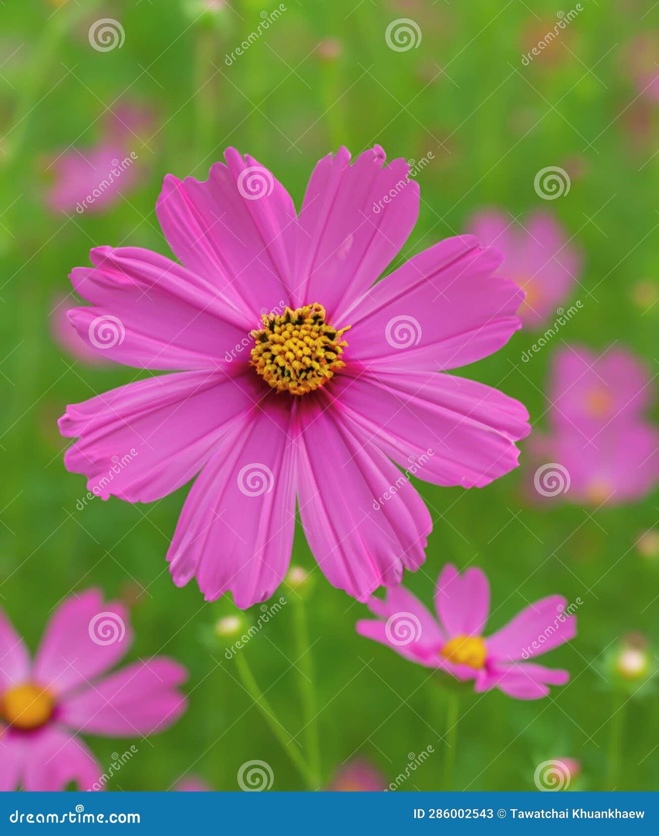 The Most Beautiful Cosmos Flower in the World Stock Illustration ...