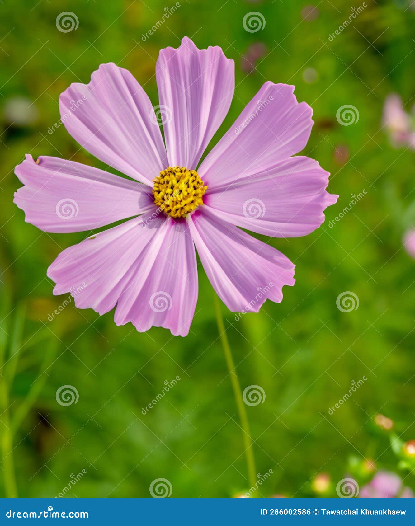 The Most Beautiful Cosmos Flower in the World Stock Illustration ...