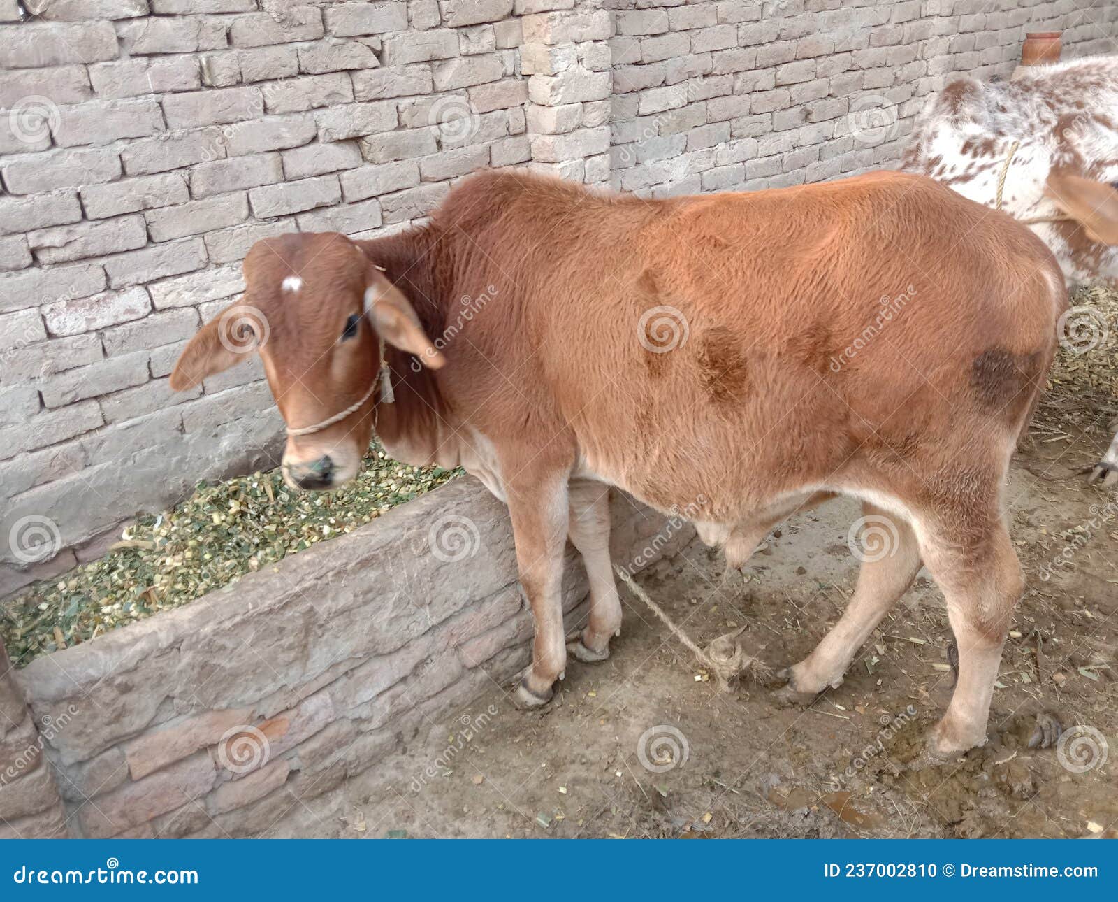 Most beautiful cow stock photo. Image of nice, lovely - 237002810