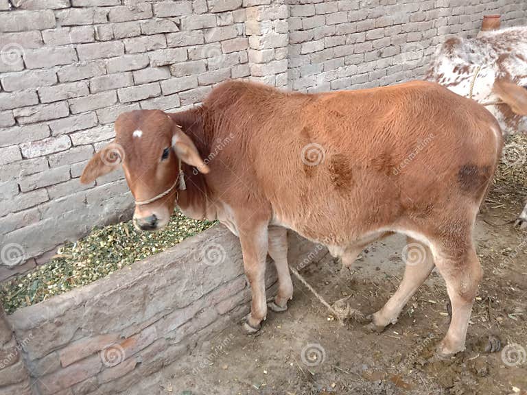 Most beautiful cow stock photo. Image of nice, lovely - 237002810