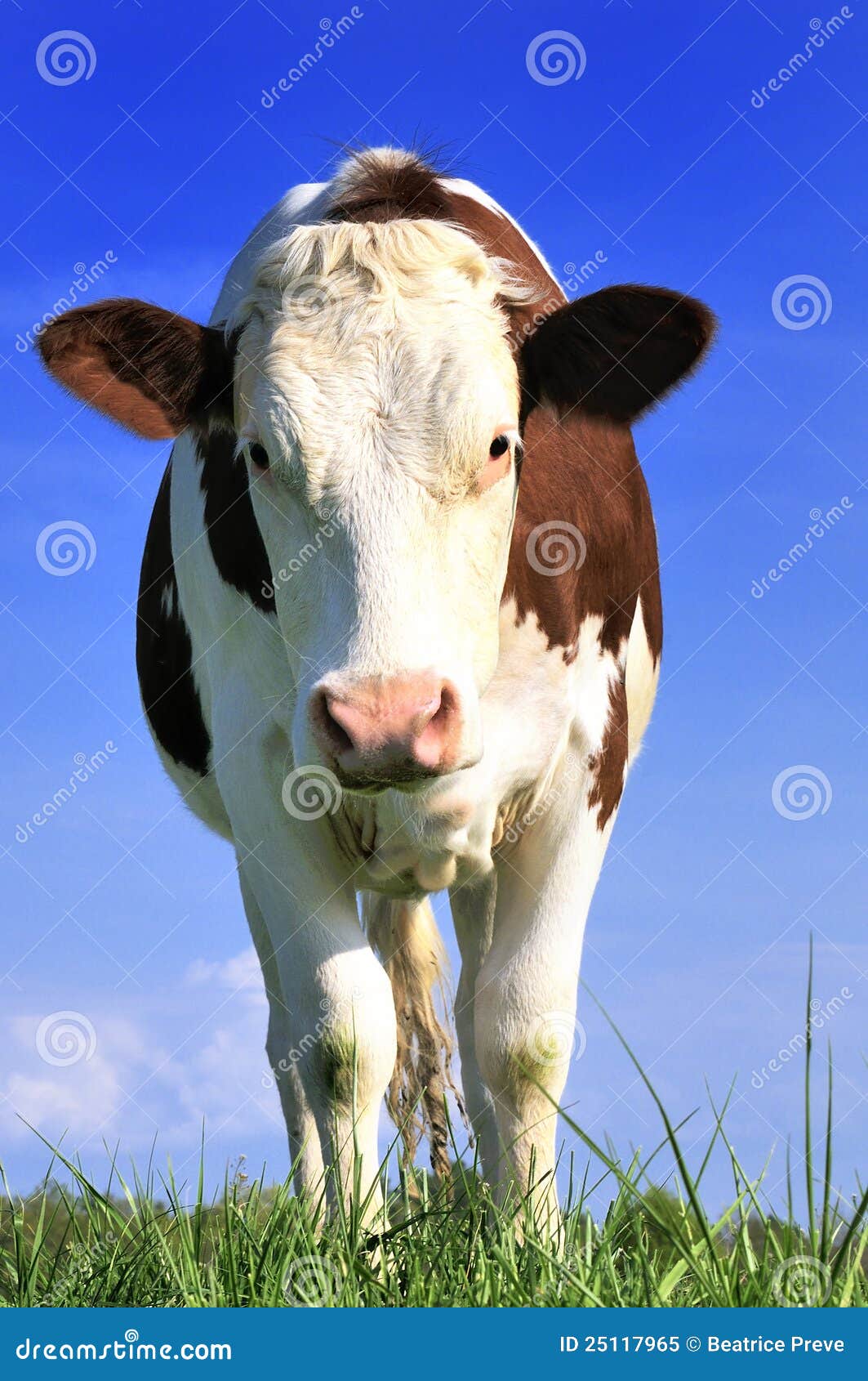 The most beautiful cow stock image. Image of production - 25117965