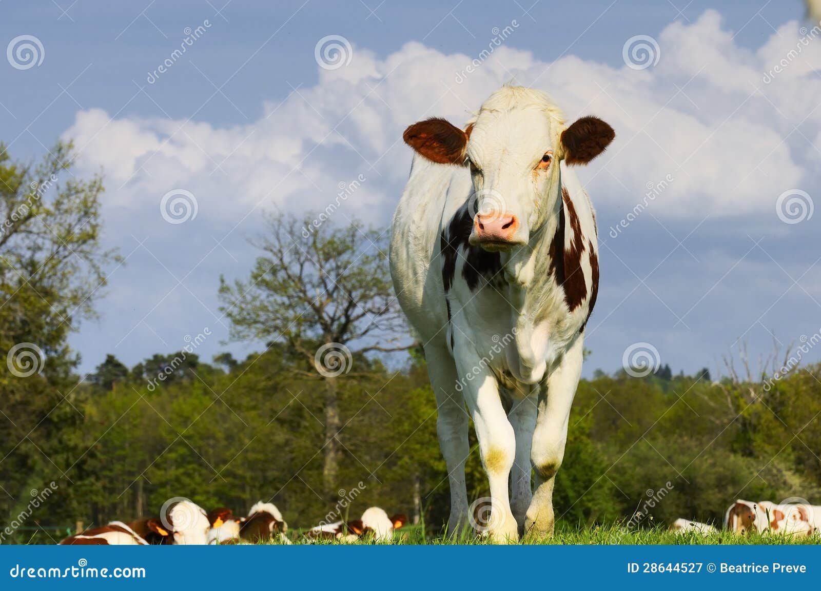 The most beautiful cow stock image. Image of production - 28644527