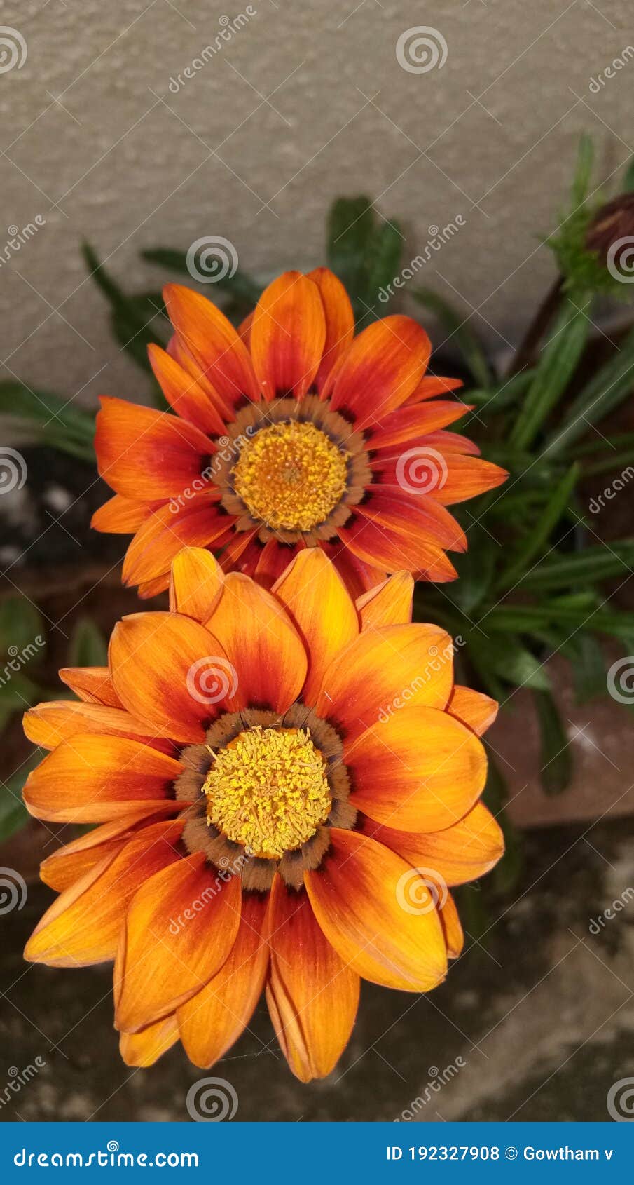 Most Beautiful Creation by God!! in the World Stock Photo - Image of ...