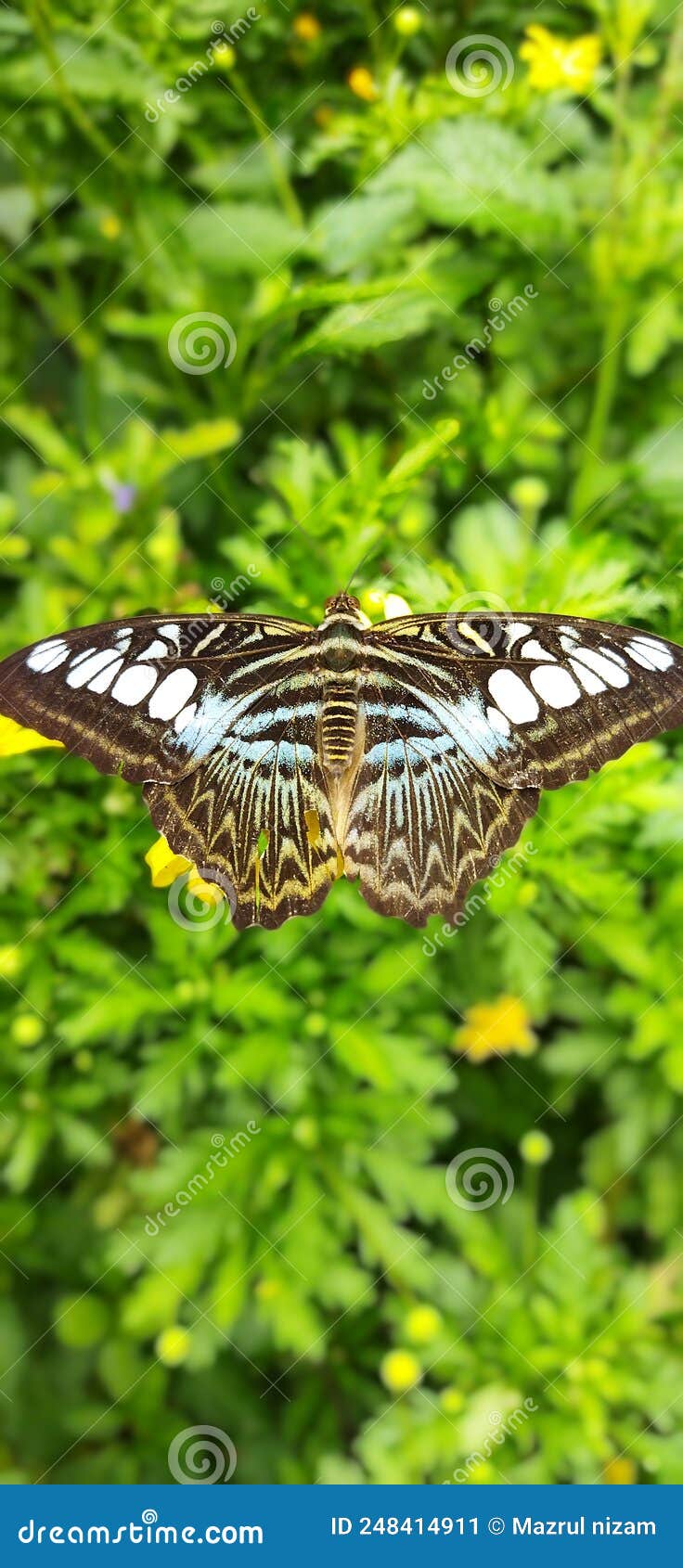 The Most Beautiful Creatures Stock Image - Image of nature, grass ...