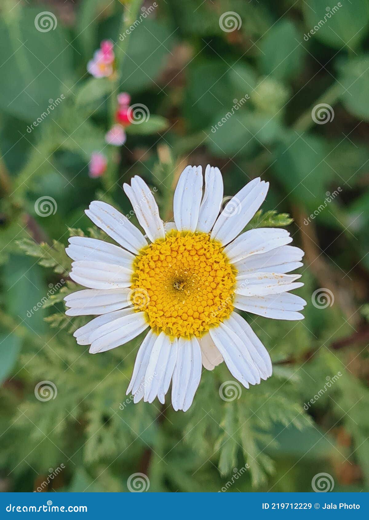 The Most Beautiful Daisy Pictures Stock Image - Image of white, green ...