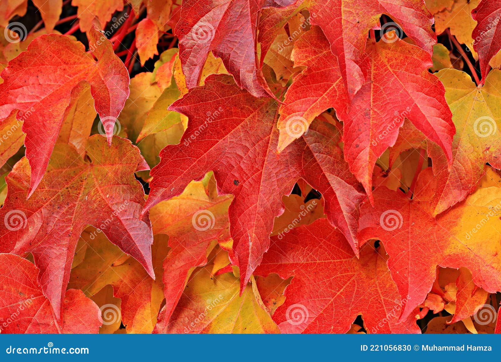 Many Different Color Leave stock photo. Image of color - 221056830