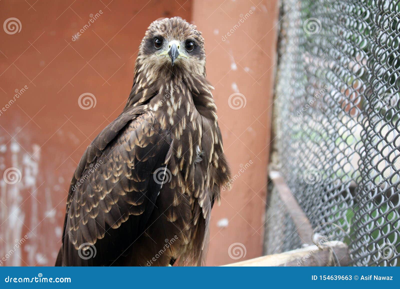 The Most Beautiful Expression of a Young Eagle Photograph Stock Image ...