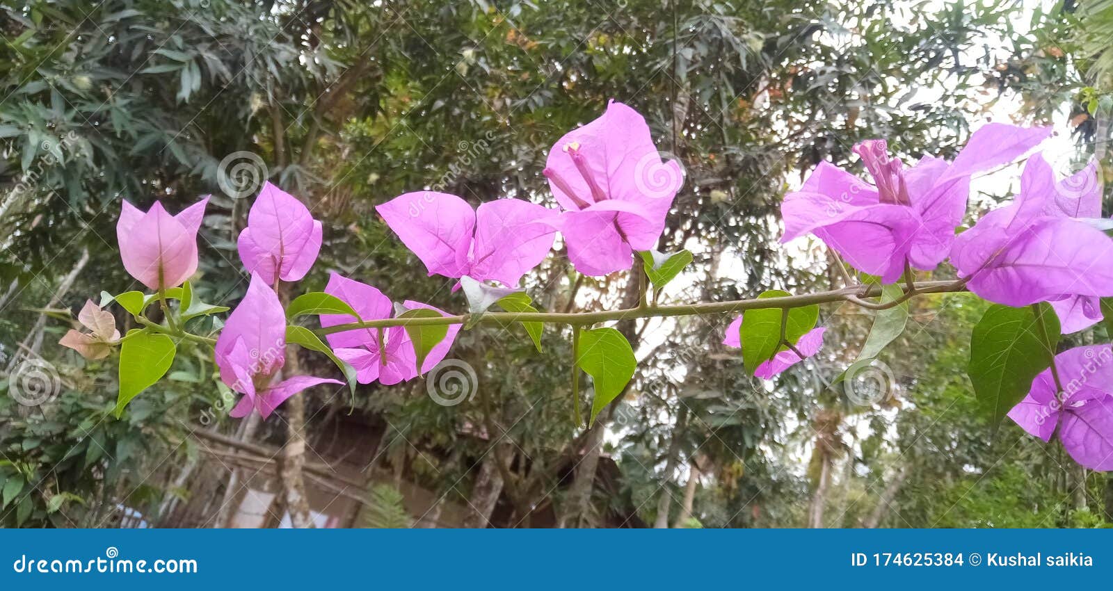 It is a Most Beautiful Flower in Assam Stock Photo - Image of flower ...
