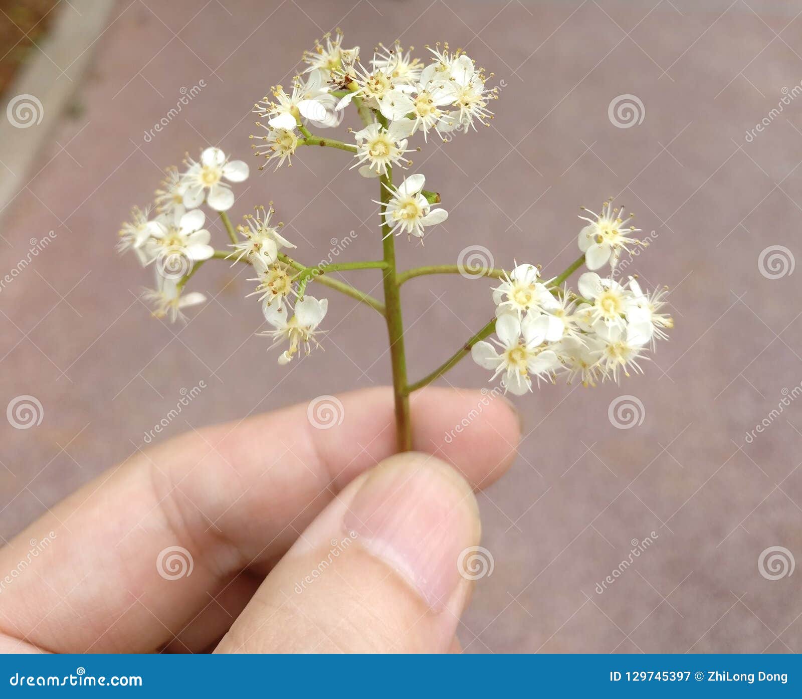 Flower in hand stock image. Image of flower, corridor - 129745397