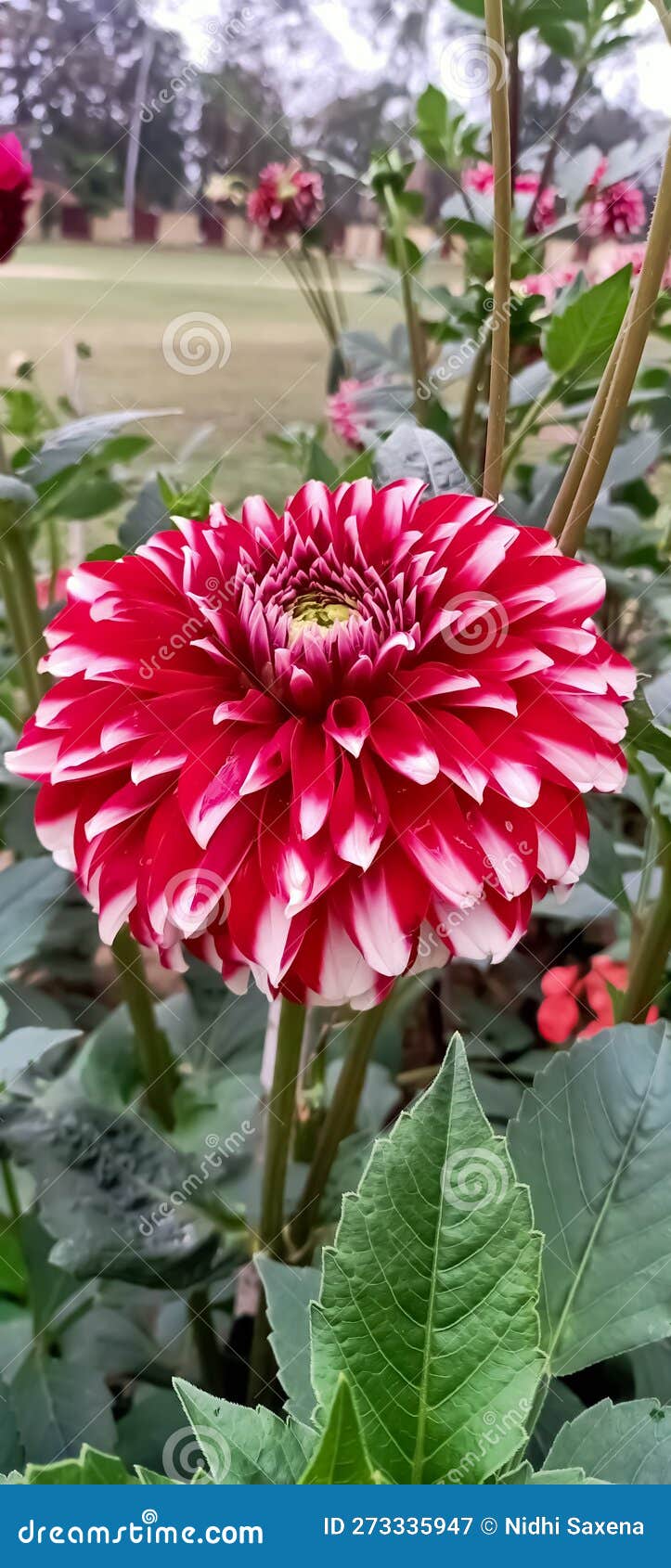 Most Beautiful Flowers Collection in the Spring Season Stock Image ...