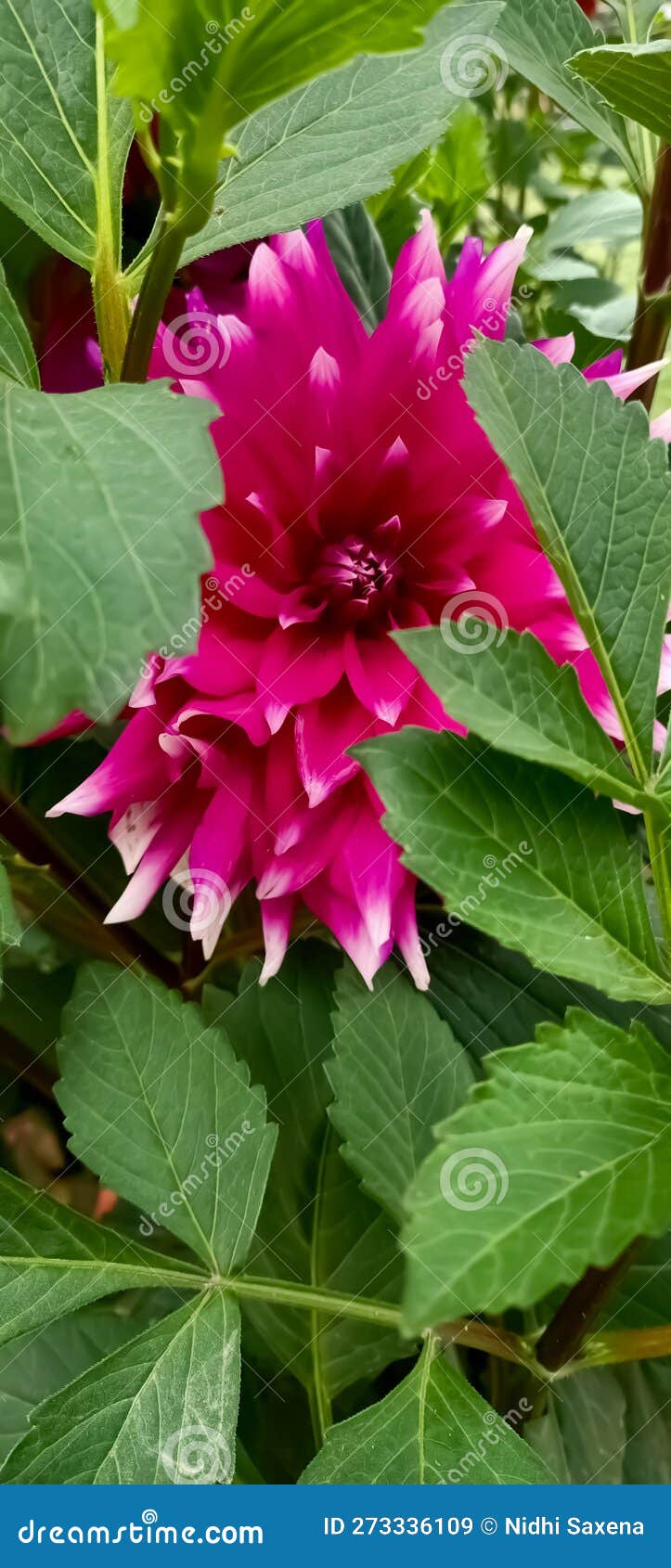 Most Beautiful Flowers Collection in the Spring Season Stock Image ...