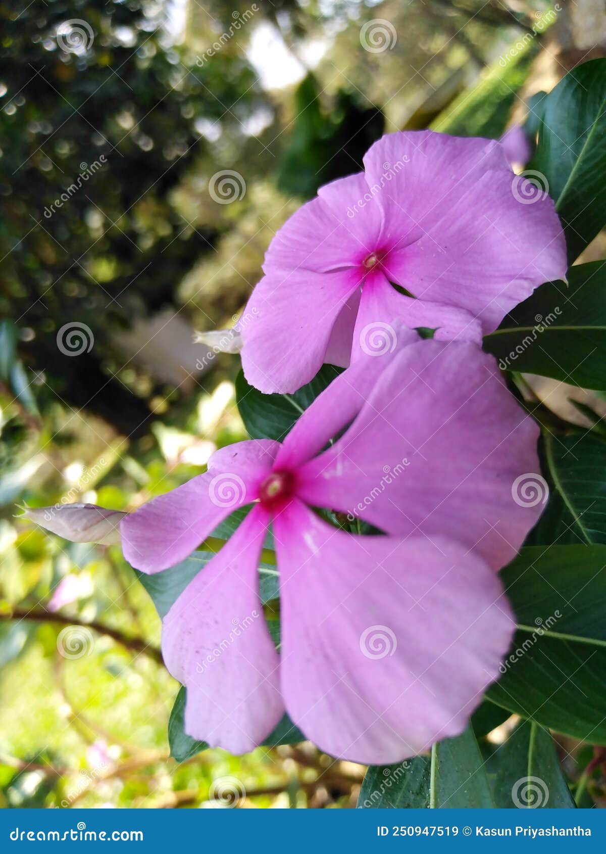 Most Beautiful Flowers in the Nature. Stock Image - Image of lilac ...