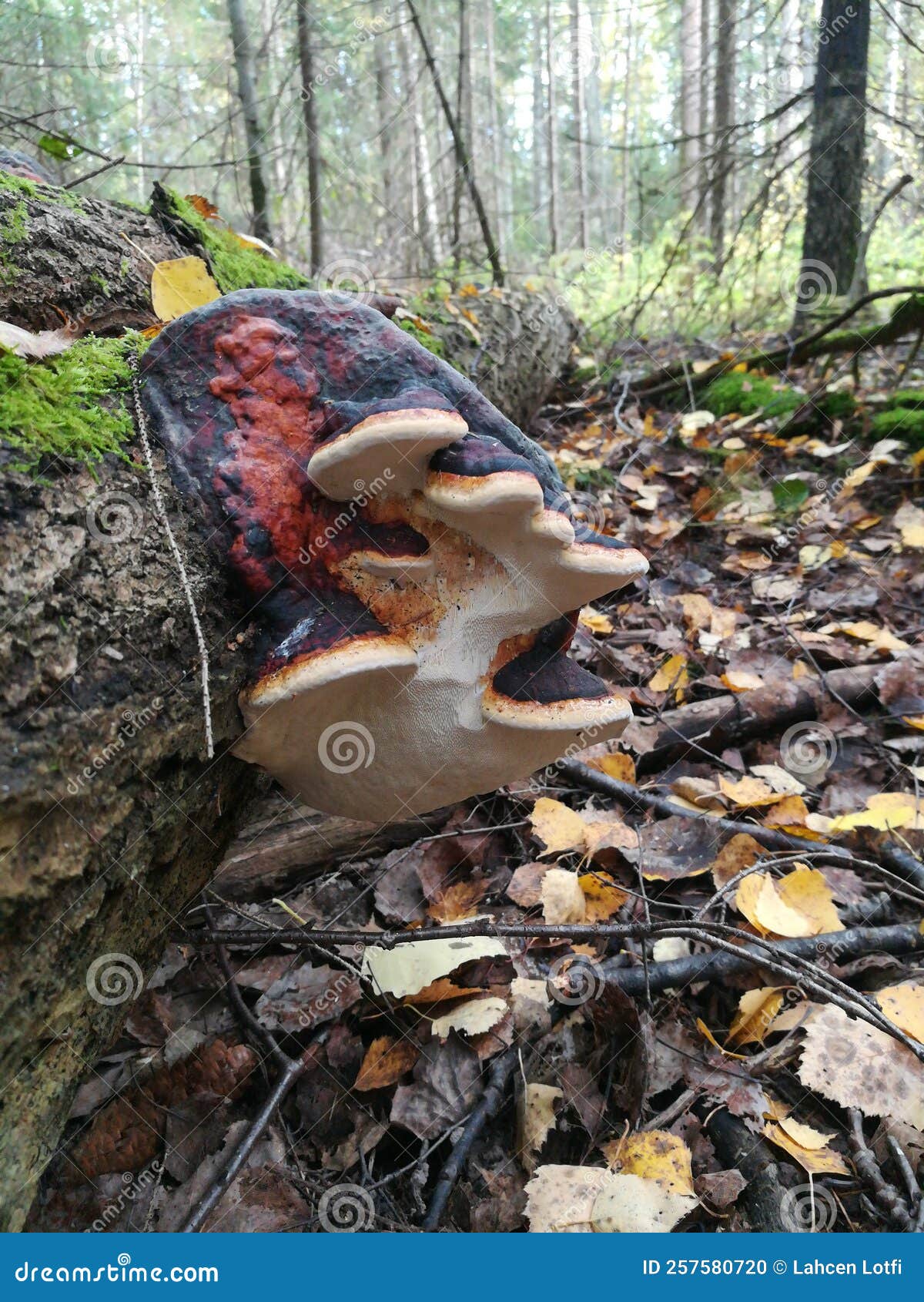 The Most Beautiful Ganoderma Stock Photo - Image of open, ganoderma ...
