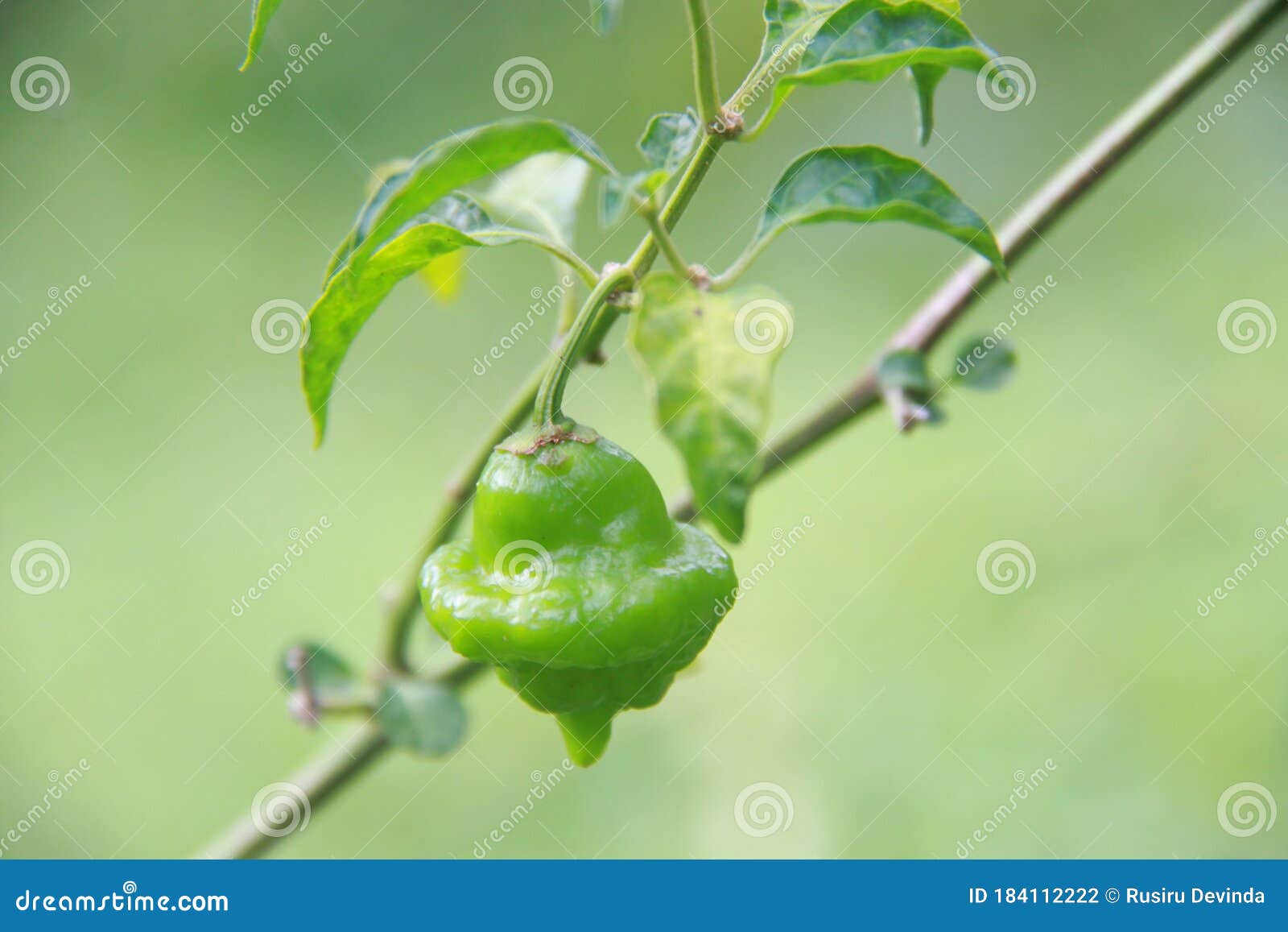 Most Beautiful Green Colour Chili Stock Photo - Image of green ...