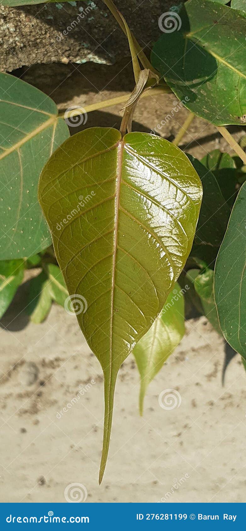 Green Peepal Tree Leave Close Up Sacred Fig Leave Bodhi Tree Leave ...