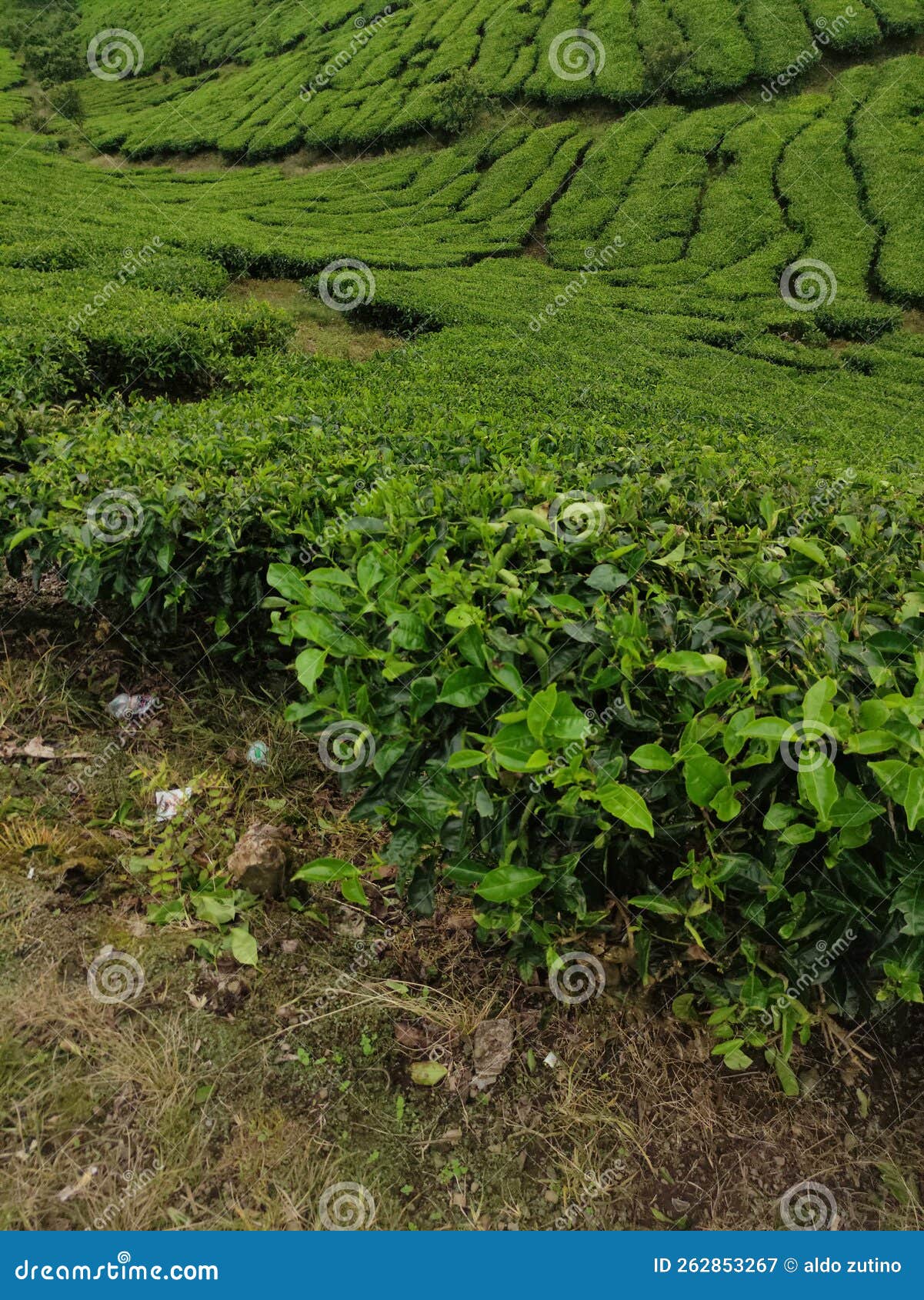 The Most Beautiful Green Tea Stock Image - Image of shrub, beautiful ...