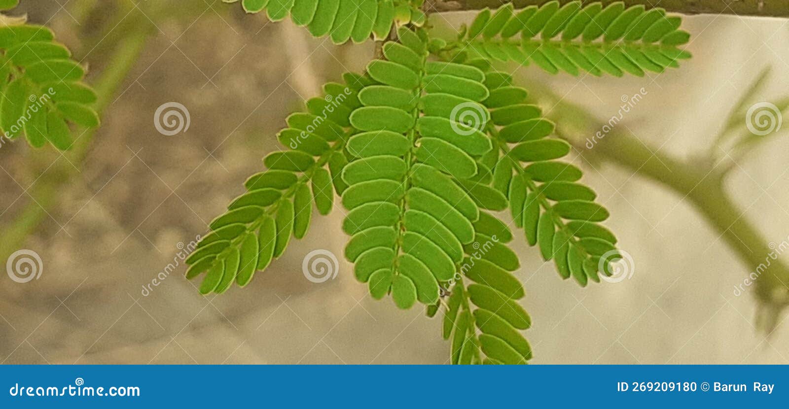 Gum Arabic Tree In Indian Village Royalty-Free Stock Photo ...