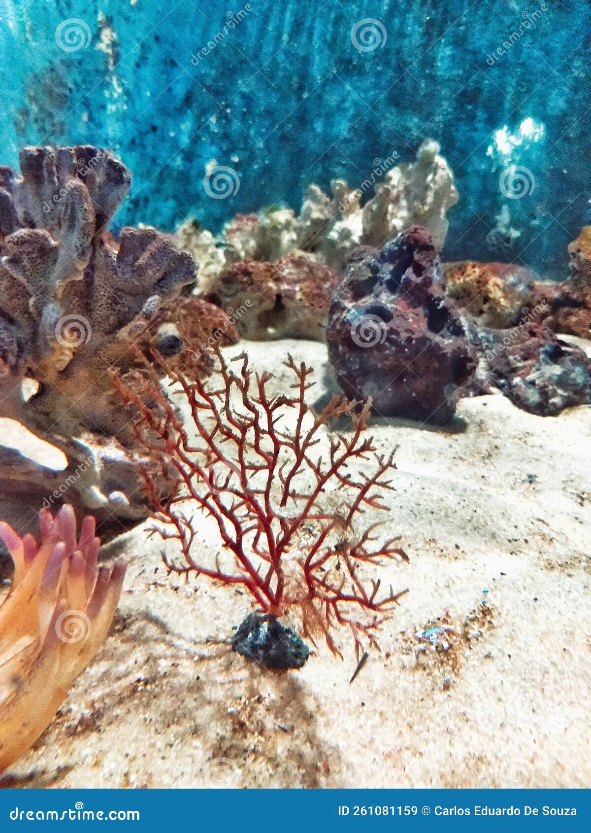 The Most Beautiful Image of the Depths of the Seas Stock Image - Image ...