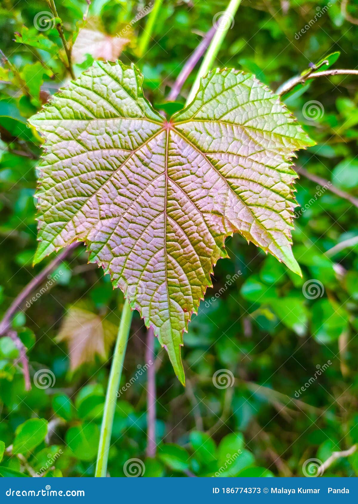 The Most Beautiful Leaves Stock Photo | CartoonDealer.com #186774373