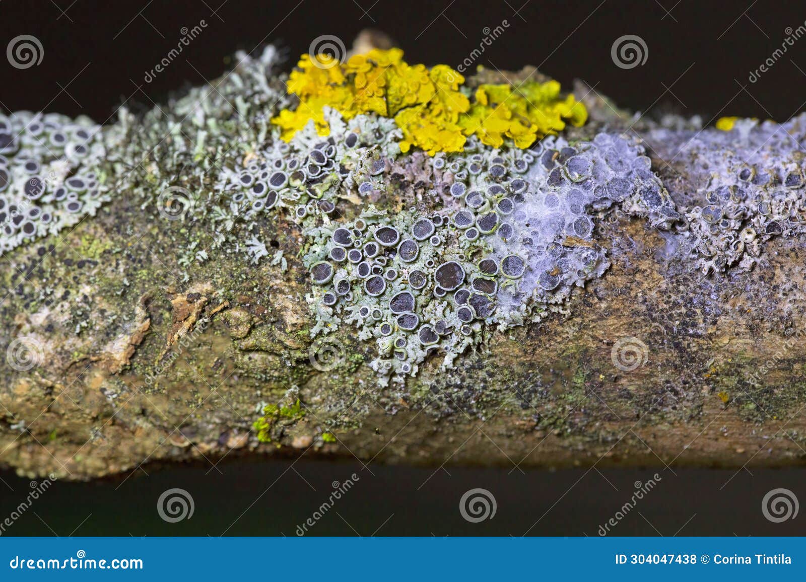 The Most Beautiful Lichens in Nature. Stock Photo - Image of rosette ...