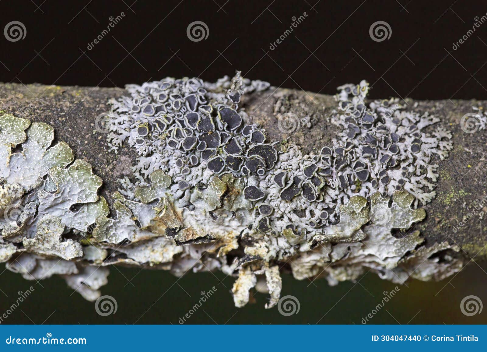 The Most Beautiful Lichens in Nature. Stock Photo - Image of closeup, beautiful: 304047440