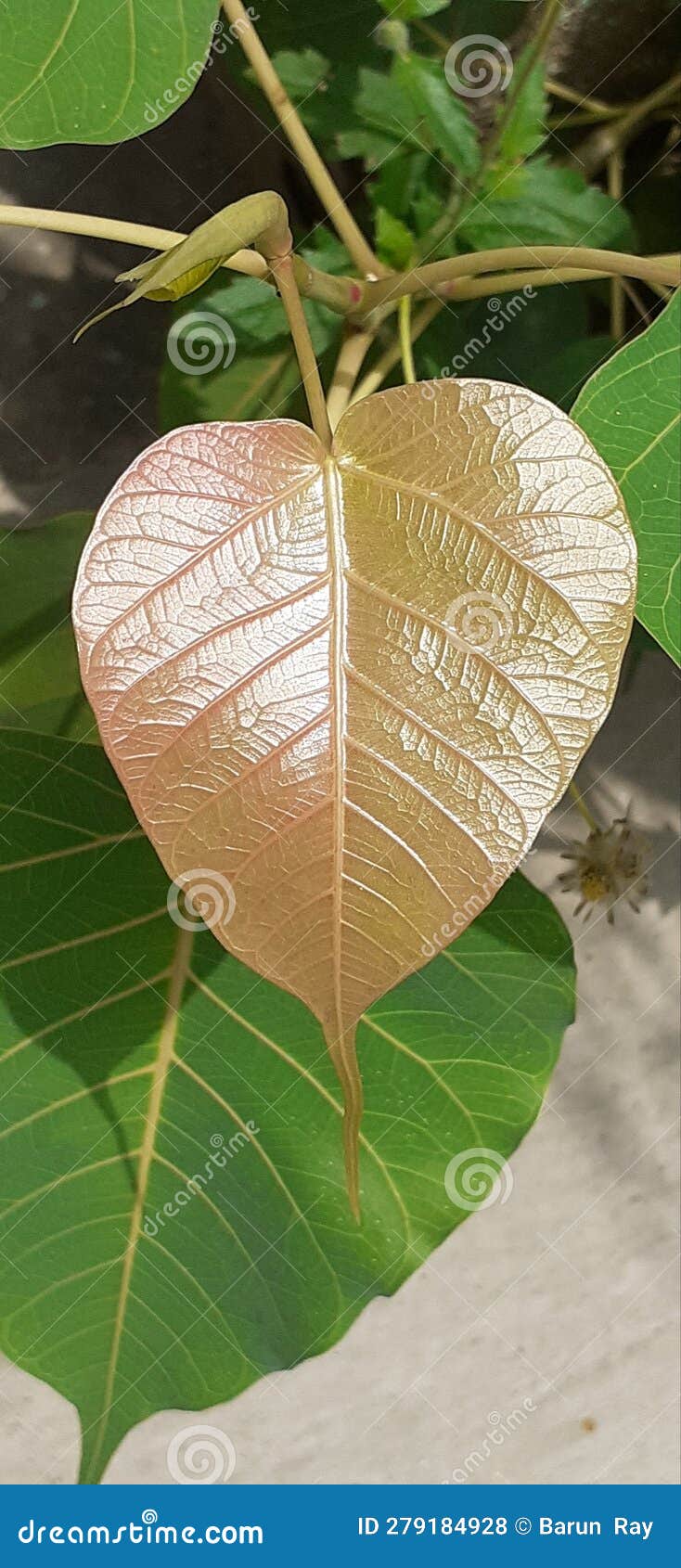 Light Brown Young Peepal Tree Leaf on Nature Background Stock Photo ...