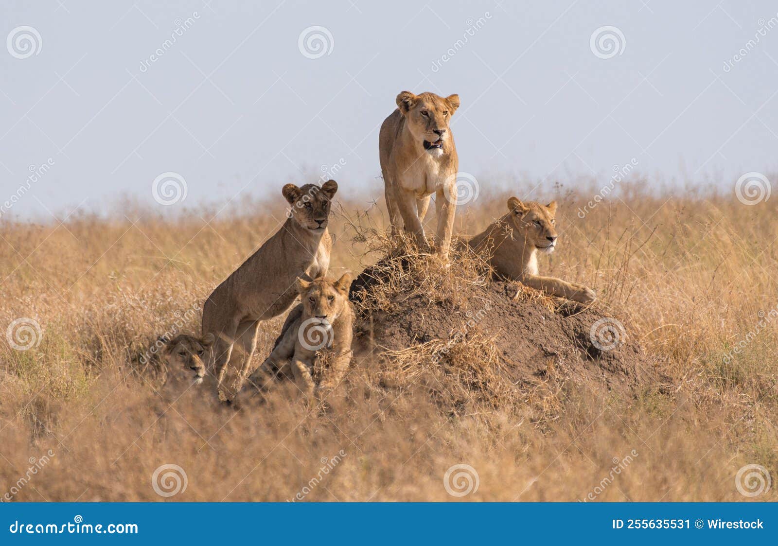 The Most Beautiful Lion of the Masai Mara Stock Image - Image of lion ...
