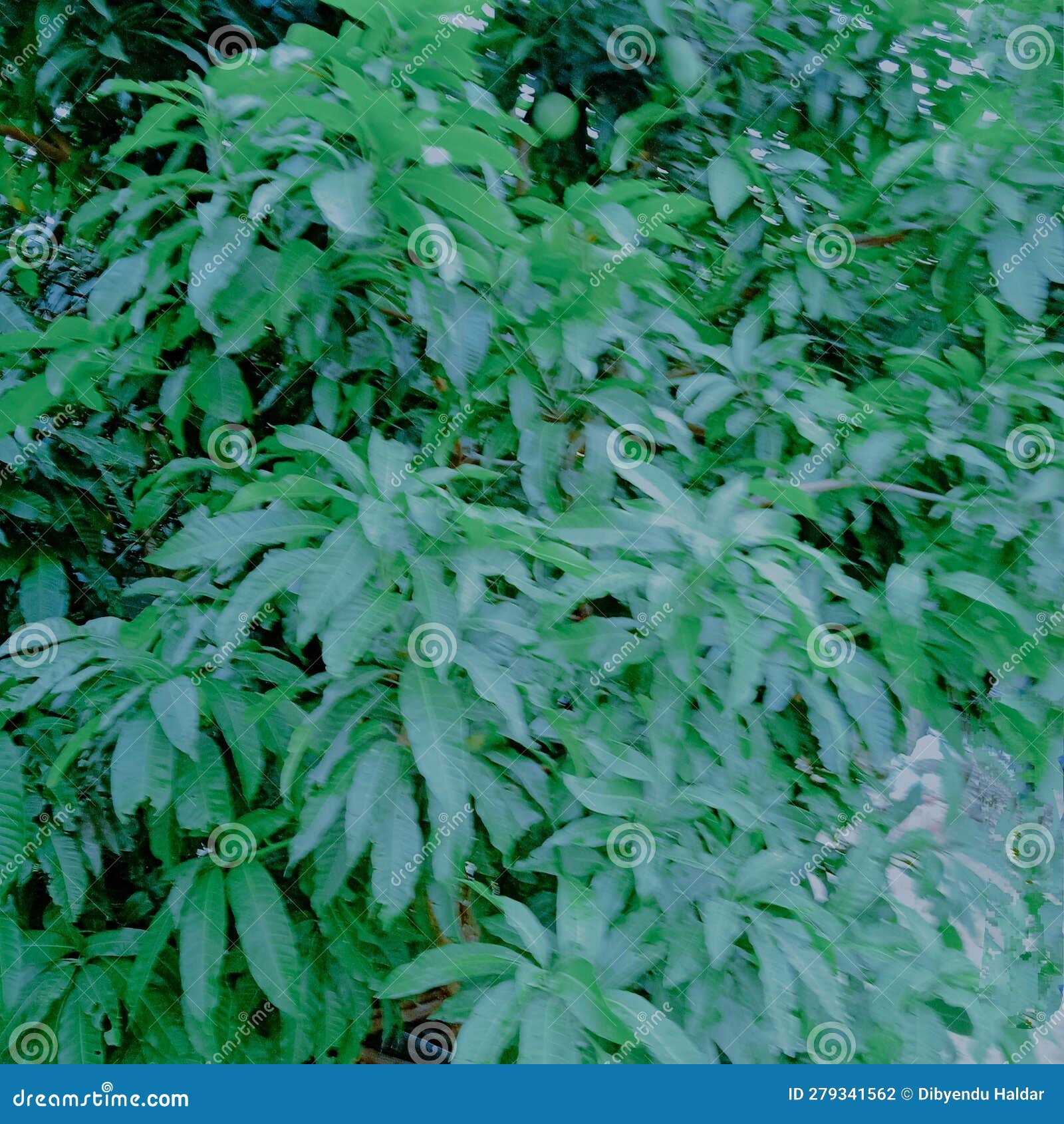 So Most Beautiful Mango Tree Stock Photo - Image of beautiful, tree ...