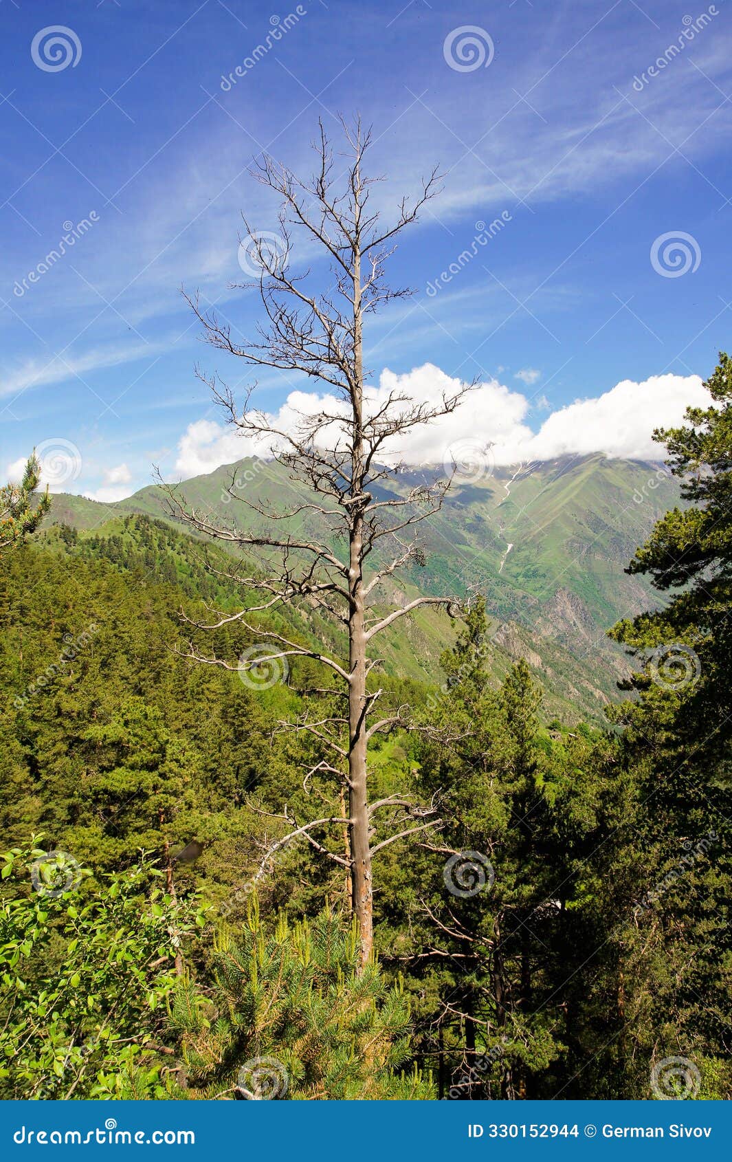 Dry tree in the forest stock photo. Image of extreme - 330152944