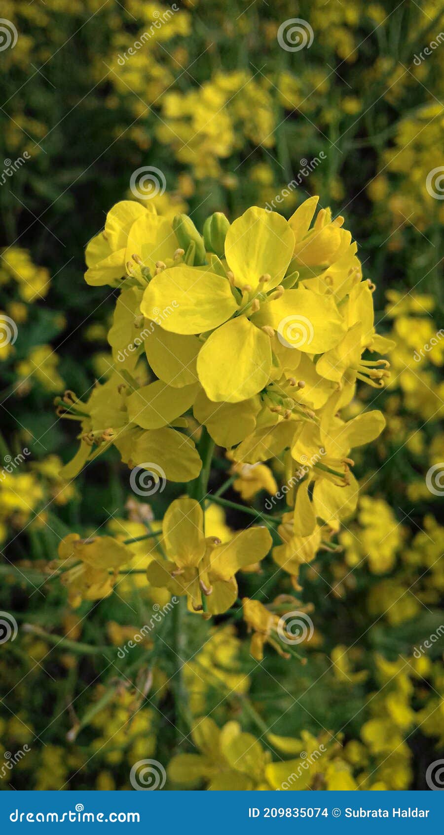 Most Beautiful Mustard Flowers Stock Photo - Image of mustard, shrub ...