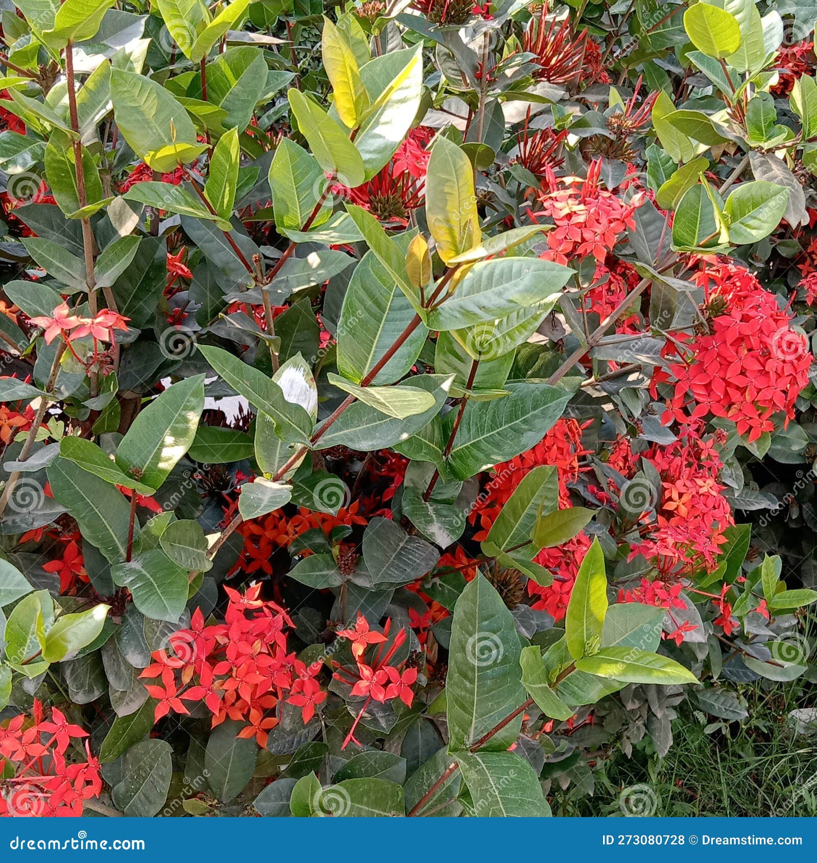 Most Beautiful Ongan Flower. Stock Photo - Image of beautiful, ongan ...