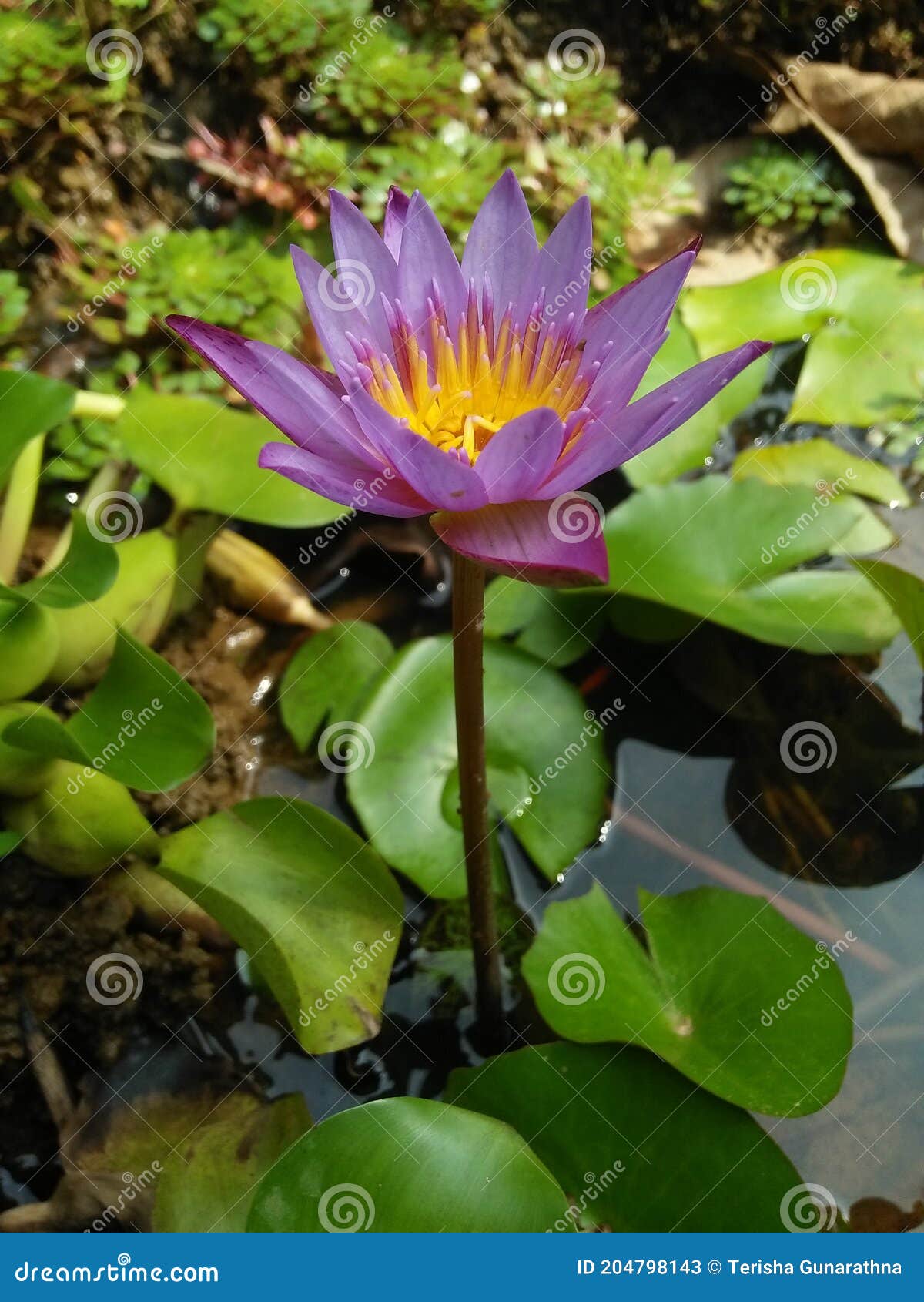 Most Beautiful Oolu Flower Image Stock Image - Image of oolu, beautiful ...