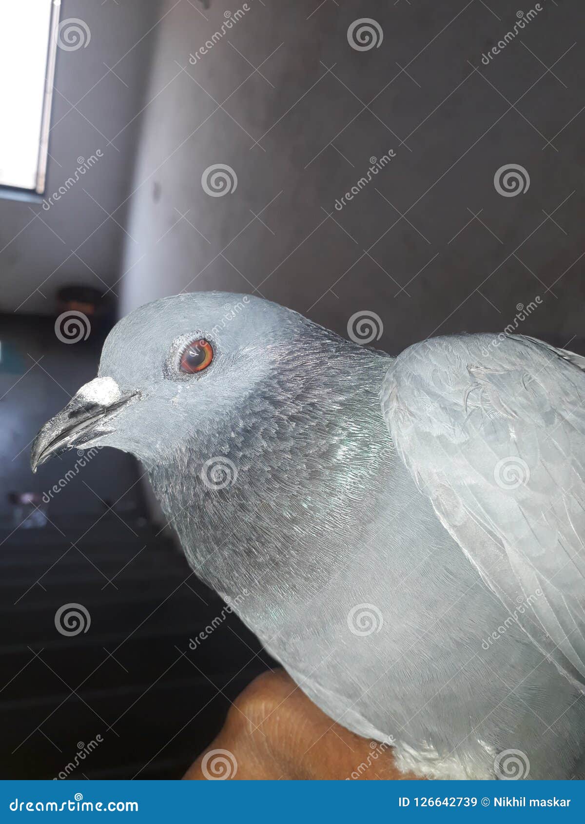 Birds stock image. Image of birds, beautiful, parva - 126642739