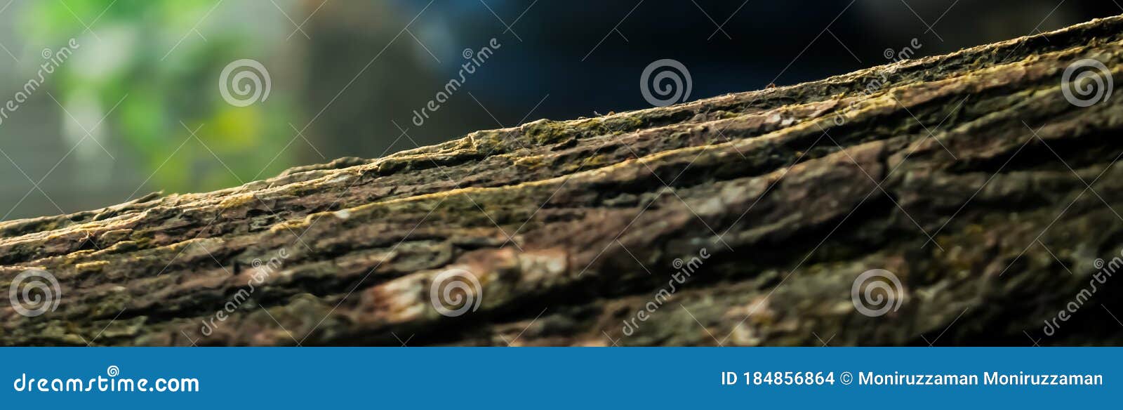 This is the Beautiful Picture of Tree Skin. Stock Photo - Image of ...