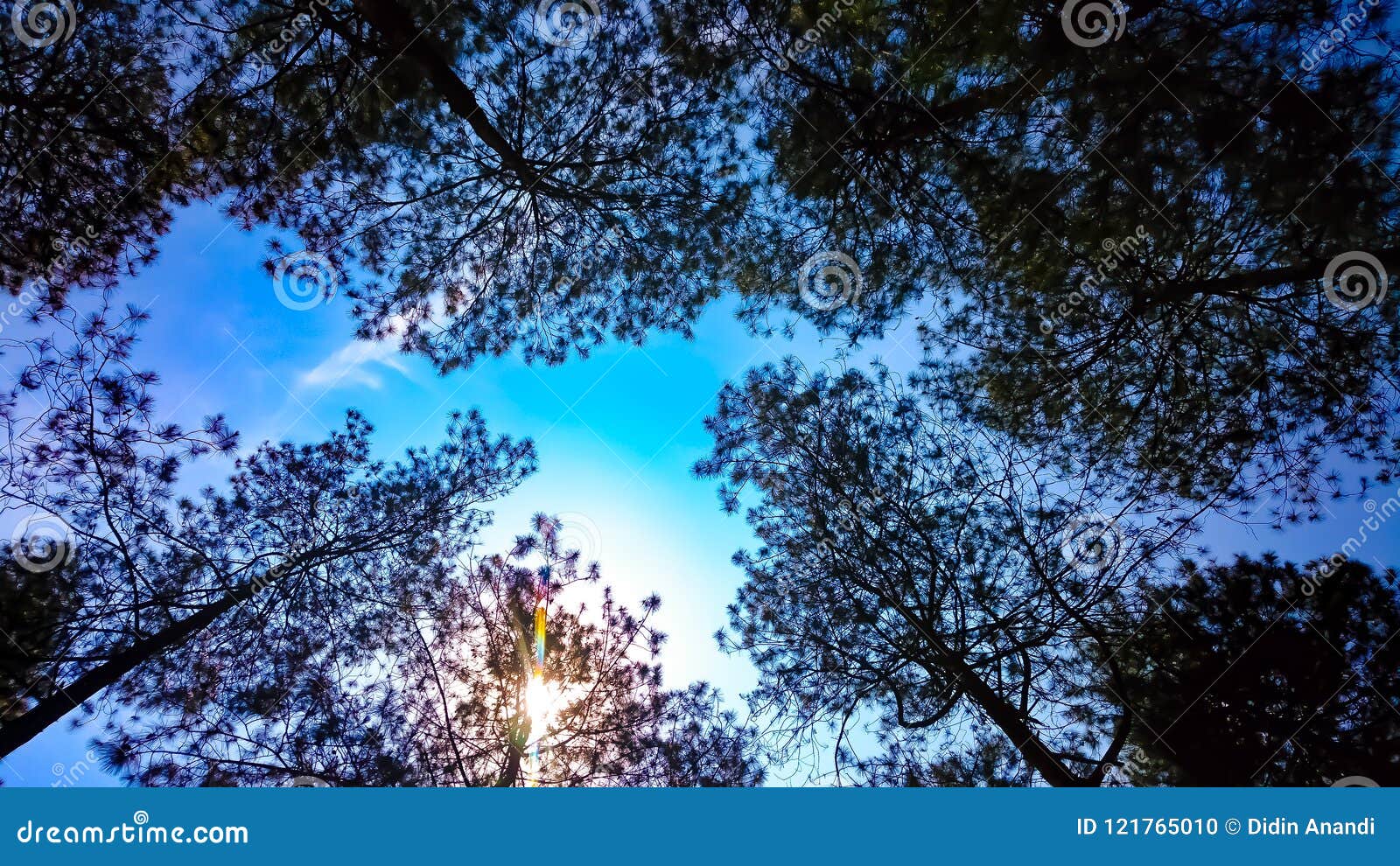 Pine trees stock photo. Image of beautiful, trees, pine - 121765010