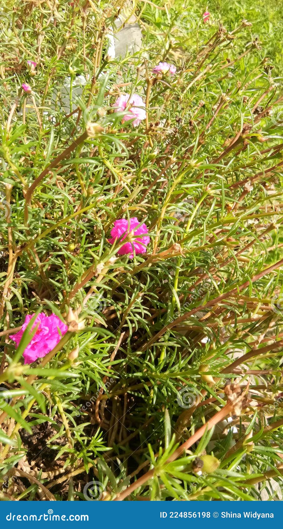 The Most Beautiful Pink Flowers Stock Photo - Image of leaf, beautiful ...