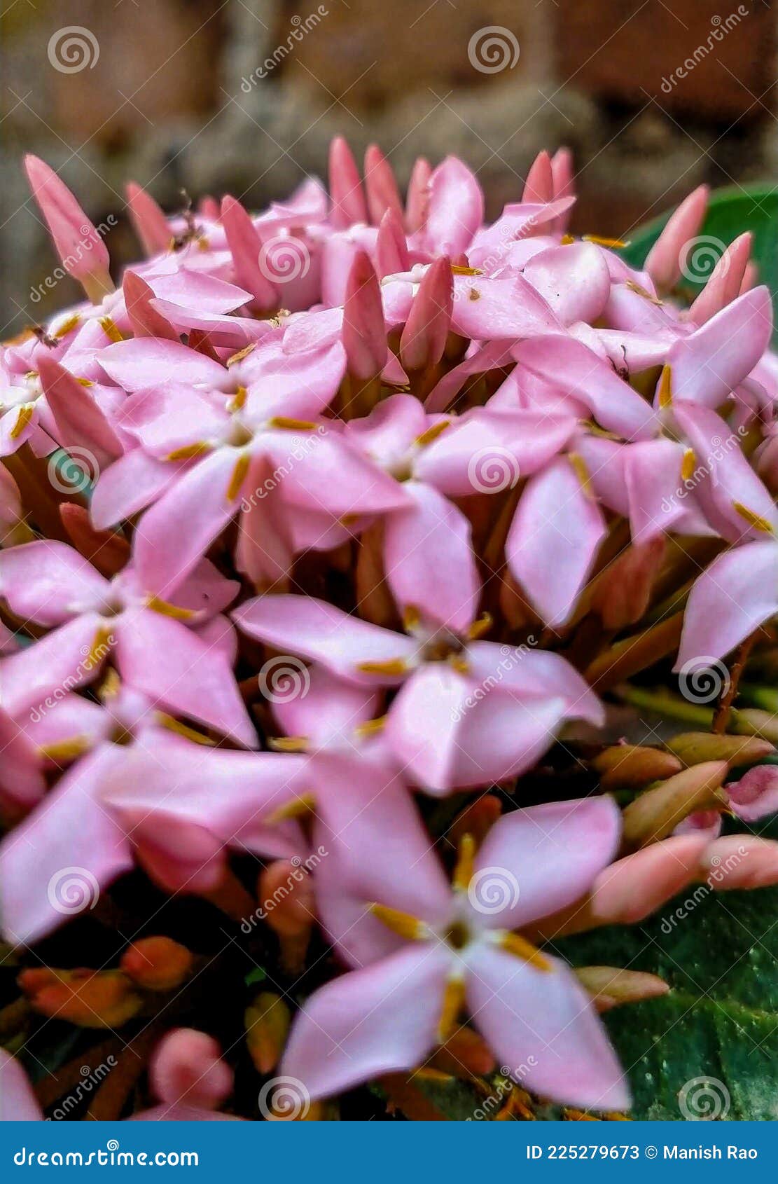 Most Beautiful Pink Flowers. Stock Image - Image of flowers, nice ...