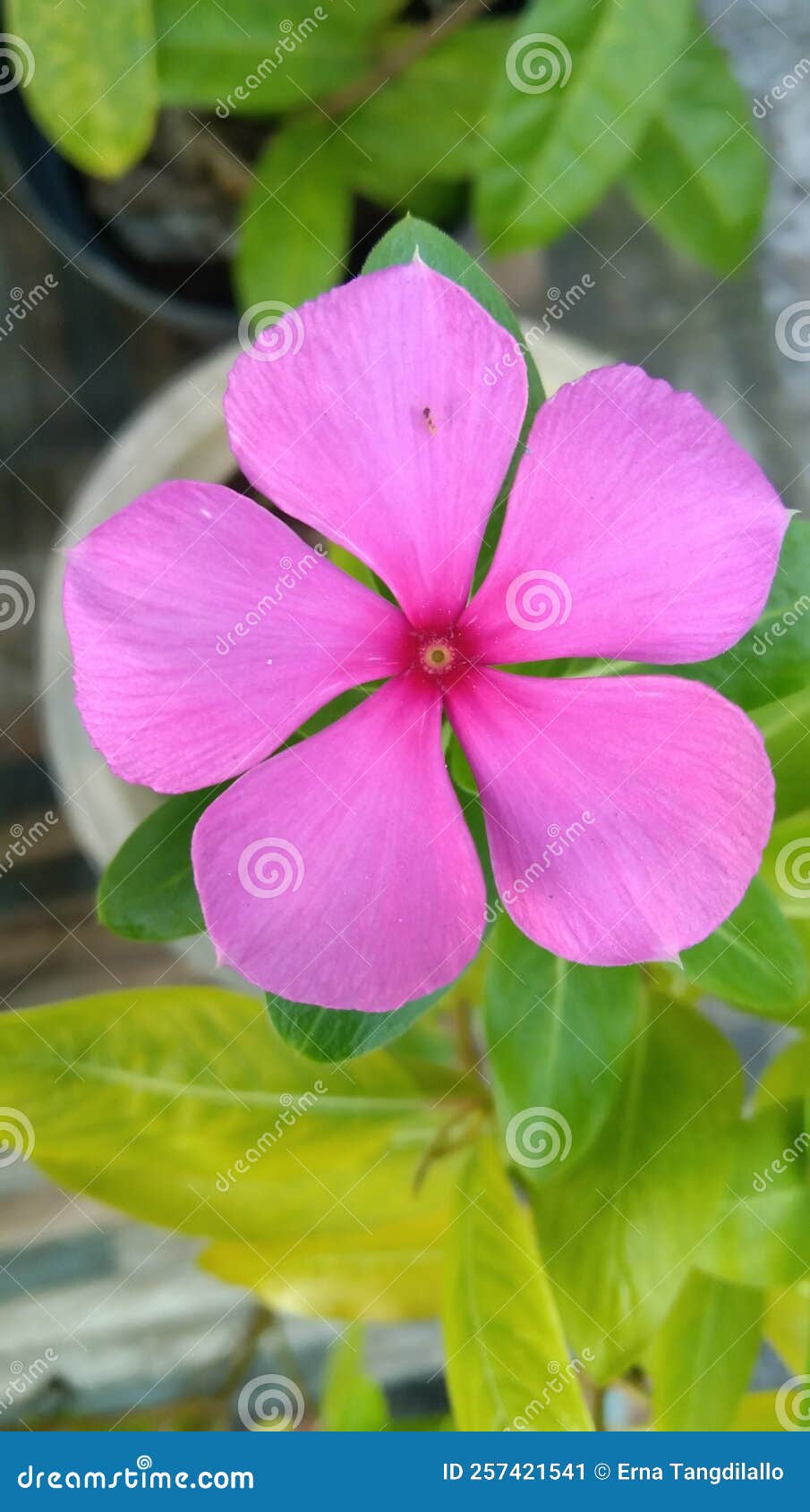 The Most Beautiful Pink Flowers in the Garden ðŸŒº Stock Image - Image ...