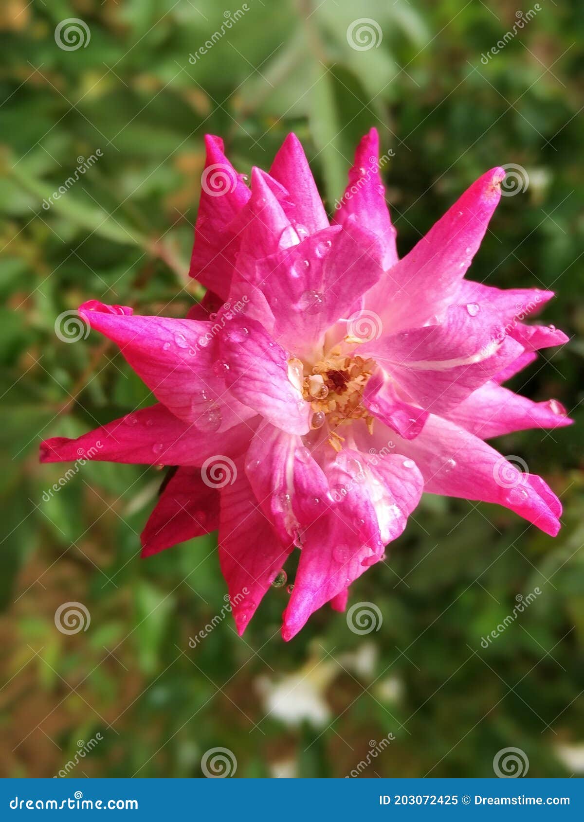 The Most Beautiful Pink Rose Flower Stock Image - Image of produce ...