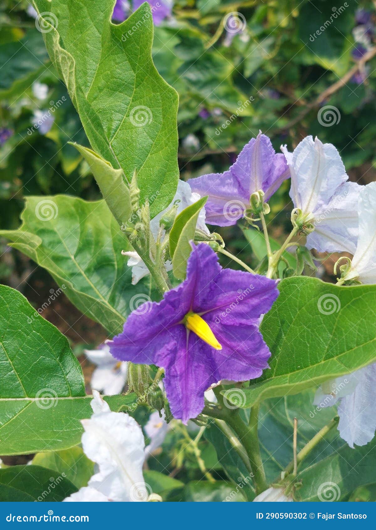 The Most Beautiful Plants in West Java Come from Indonesia Stock Photo ...