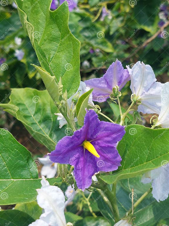 The Most Beautiful Plants in West Java Come from Indonesia Stock Photo ...