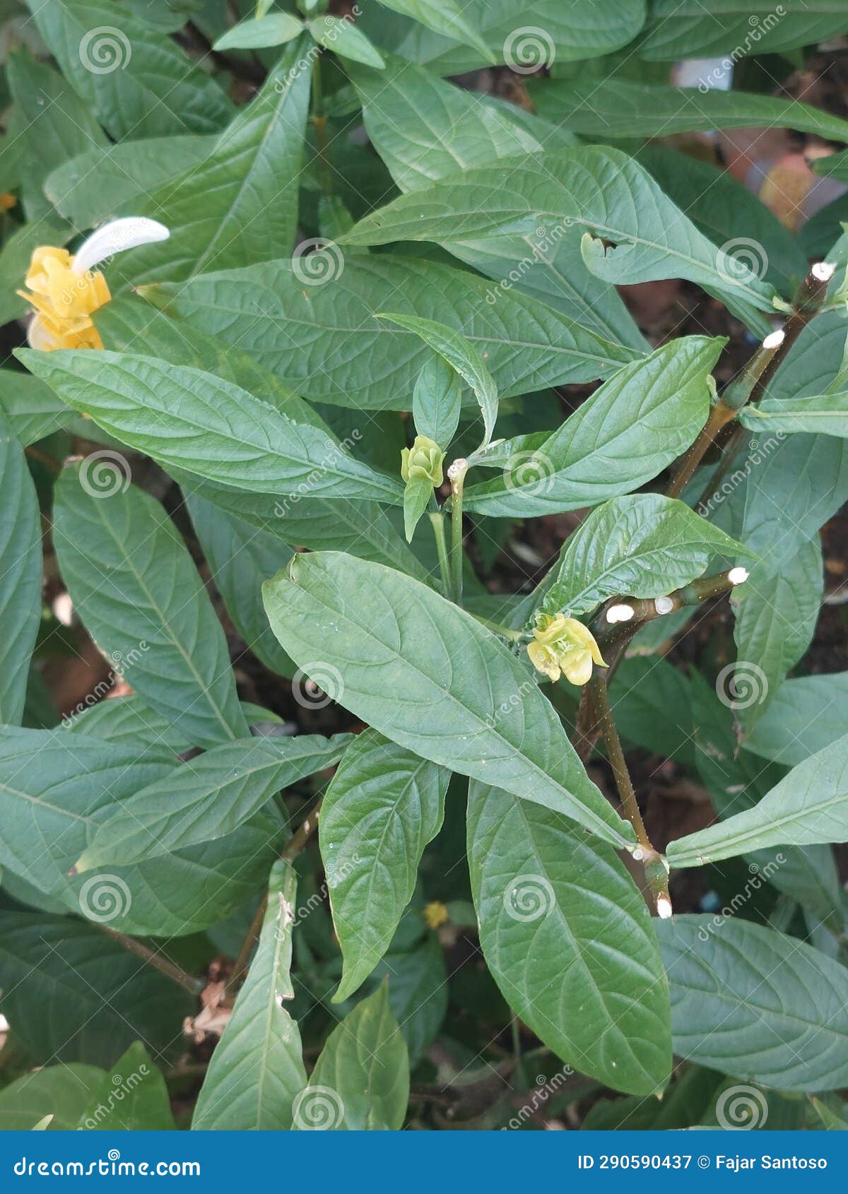 The Most Beautiful Plants in West Java Come from Indonesia Stock Image ...