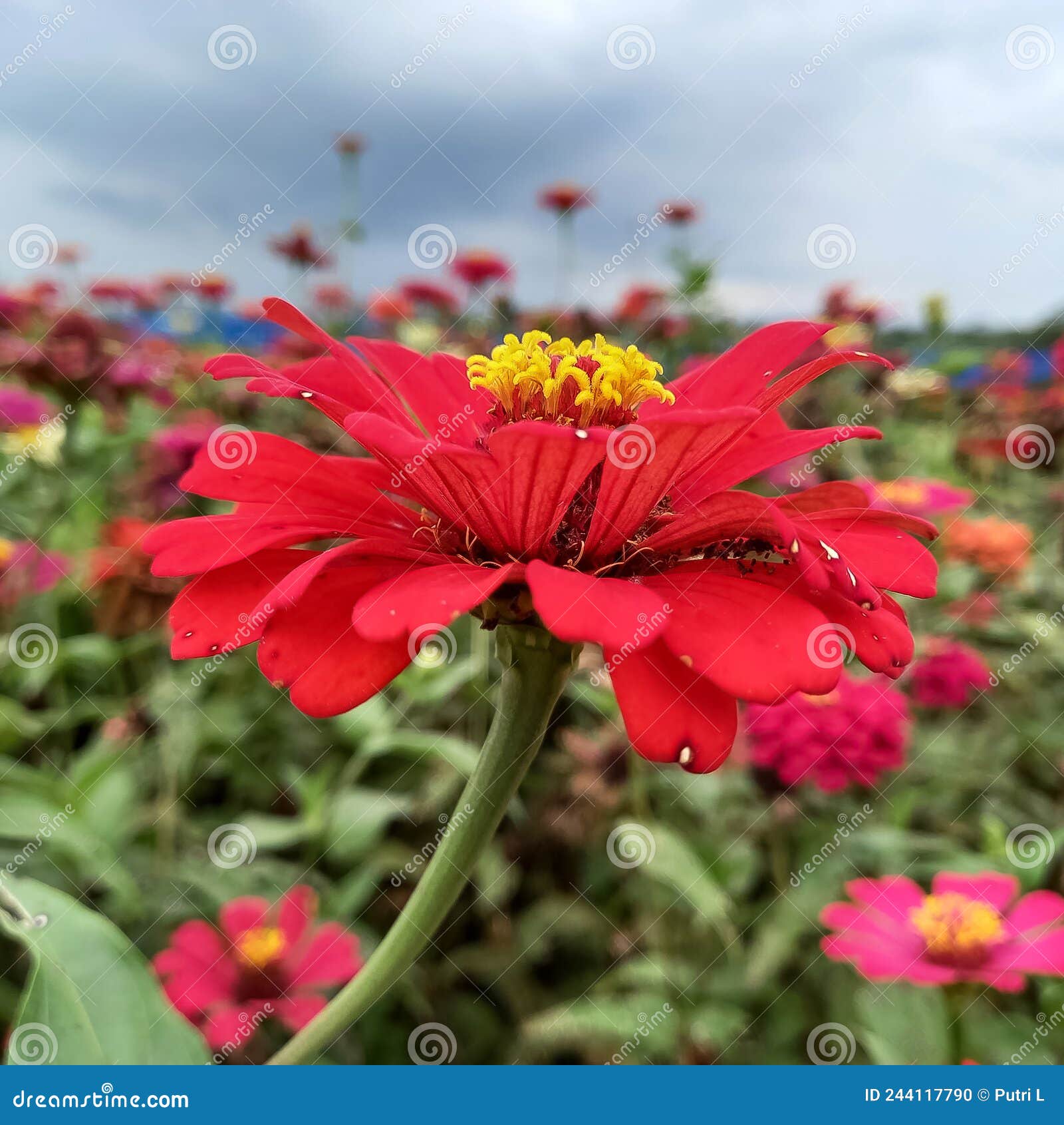 The Most Beautiful Red Flower Stock Photo - Image of flow, flower ...