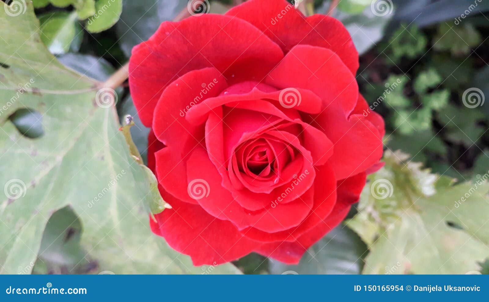 He Most Beautiful Red May Rose Inthe Garden Stock Photo - Image of ...